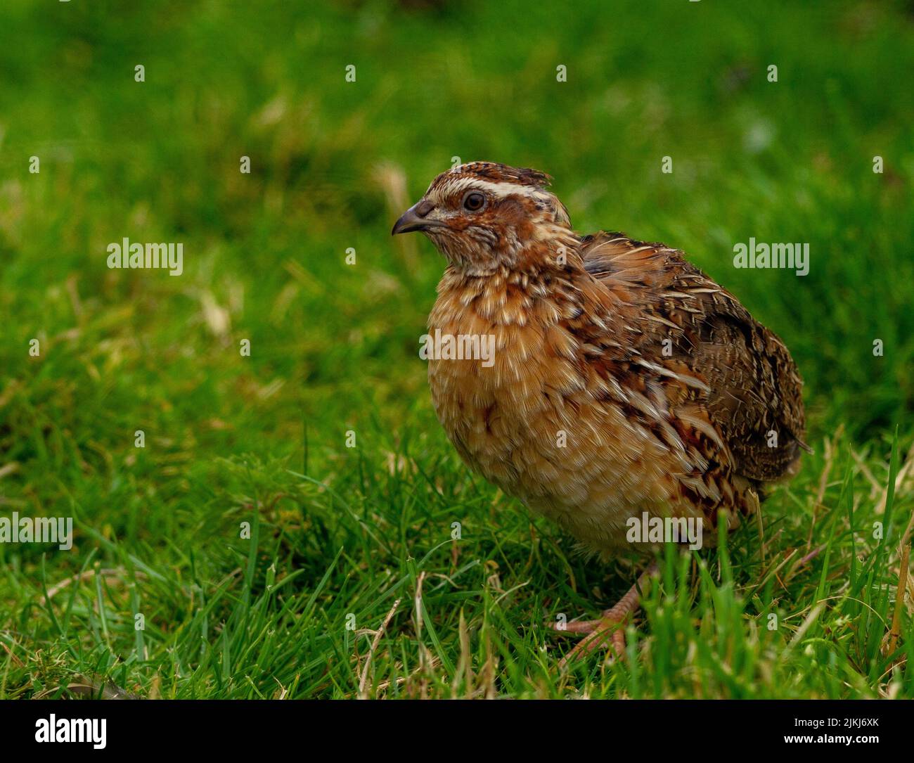 A closeup shot of Common quail Stock Photo - Alamy
