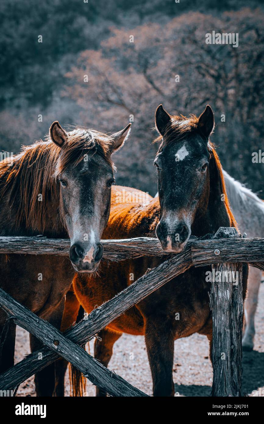 A vertical shot of horses in on the farm Stock Photo - Alamy