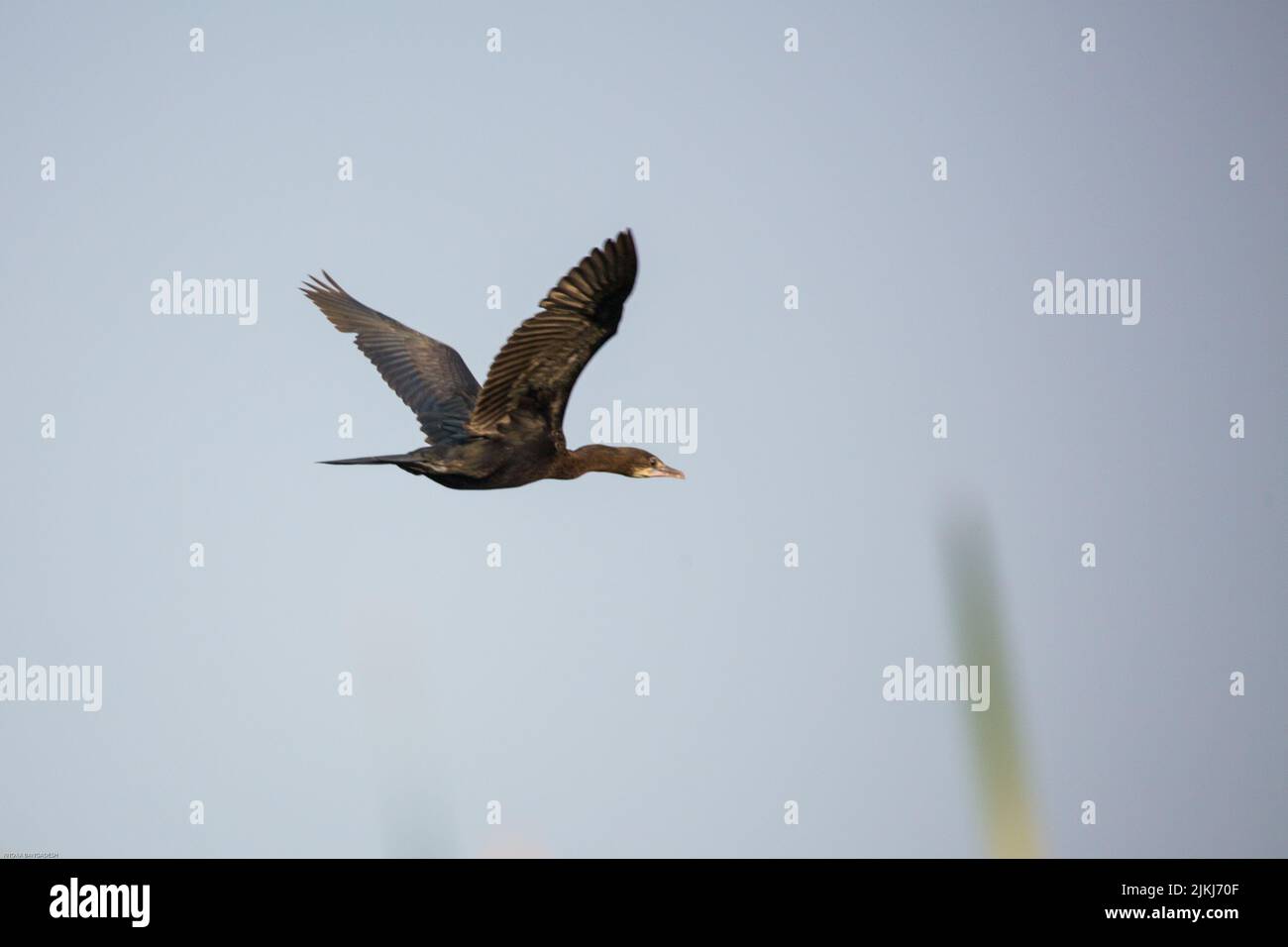 Flying shag hi-res stock photography and images - Alamy