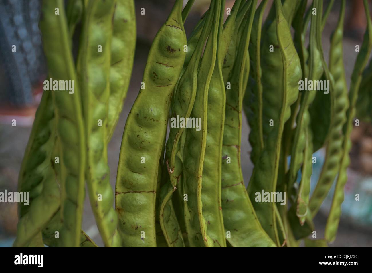The Close up of stink beans or Parkia speciosa, commonly known as ...