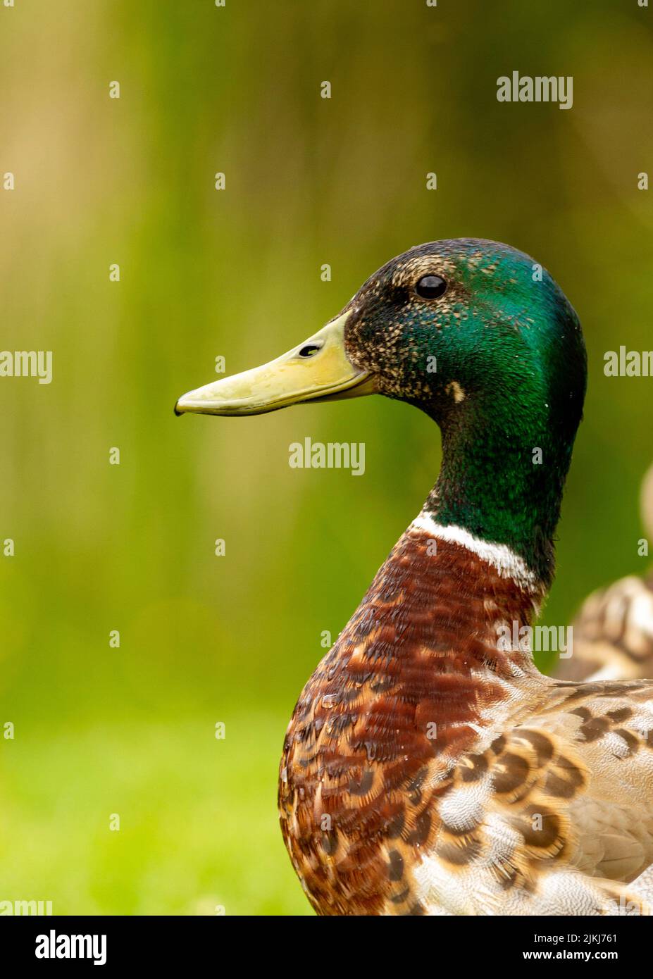 Closeup shot wild duck hi-res stock photography and images - Alamy