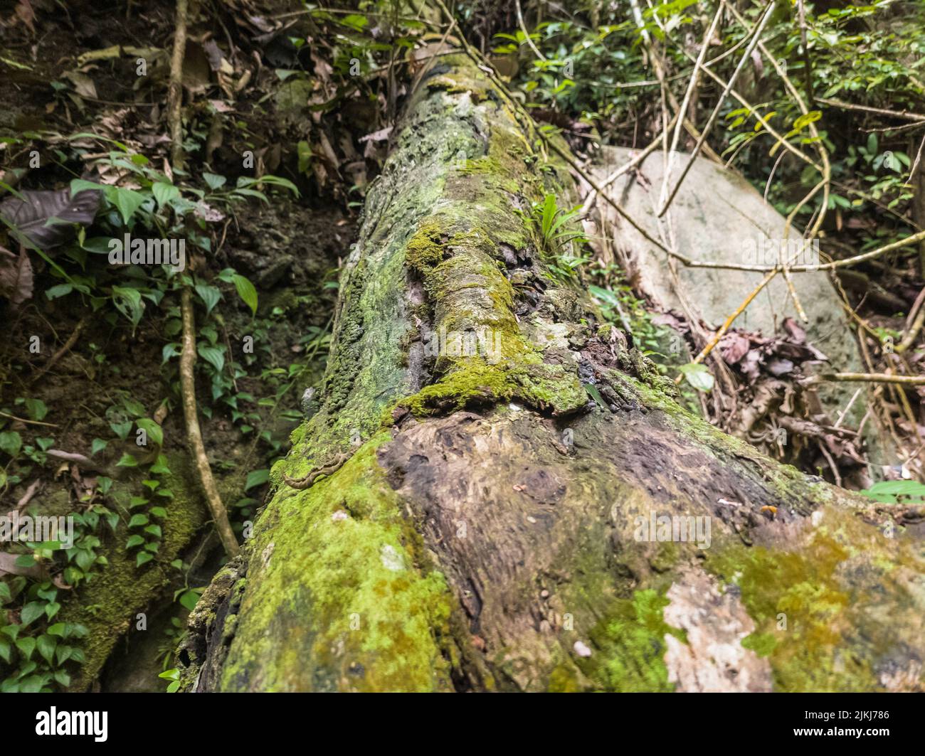 Old mossy logs in forest hi-res stock photography and images - Alamy