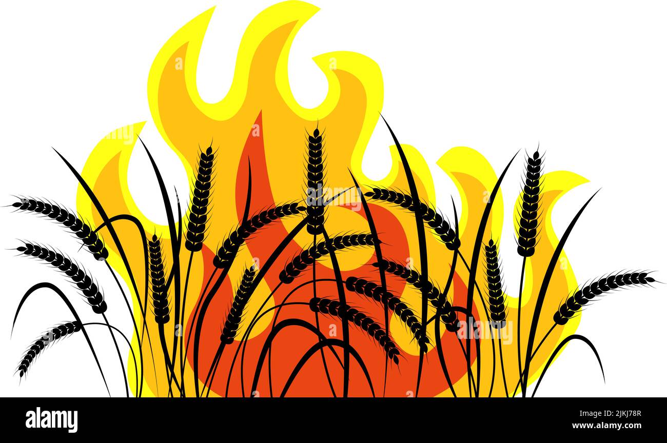 Burning wheat. Fire in the wheat field. Ecological catastrophy Stock ...