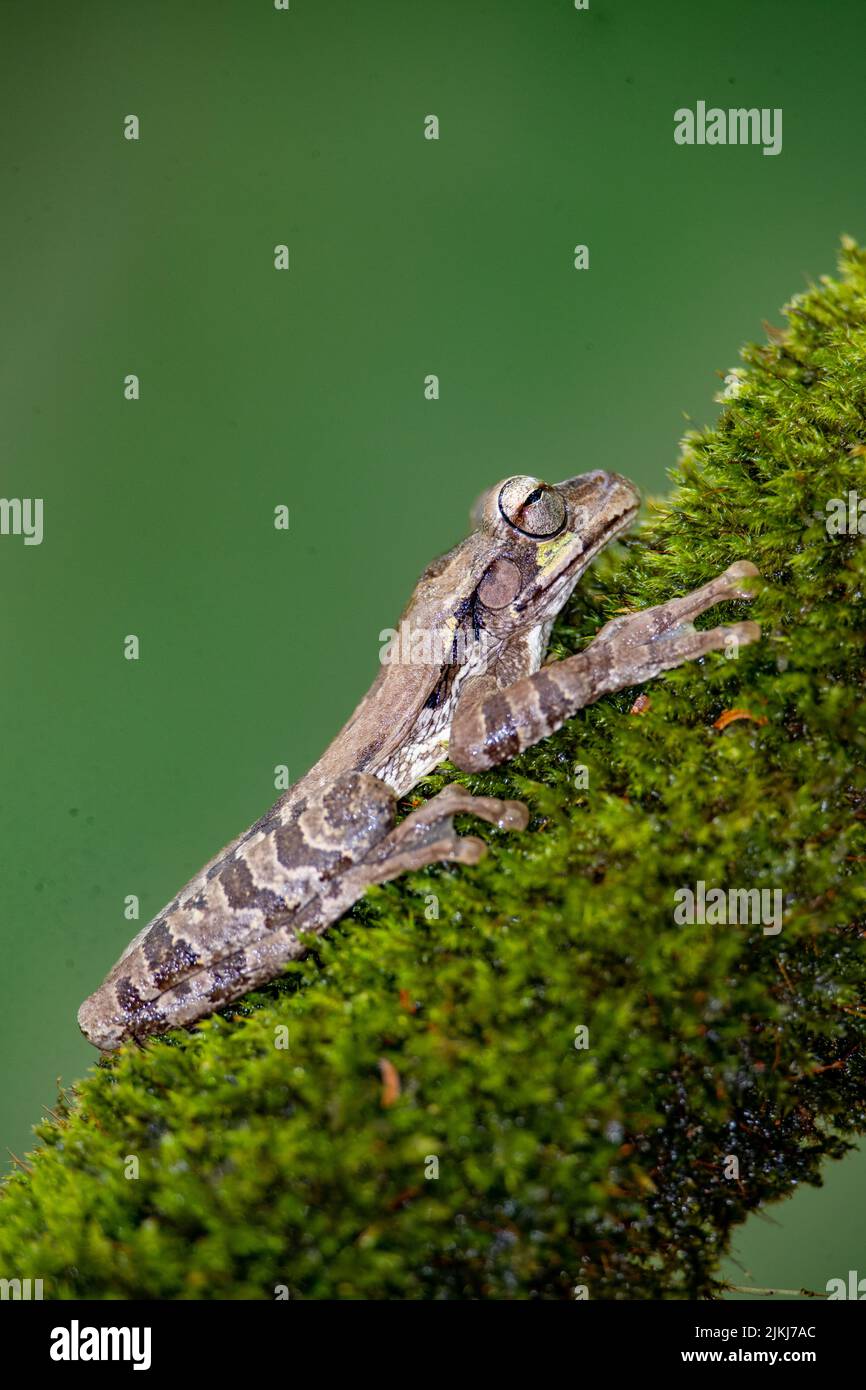 Frog skin pattern hi-res stock photography and images - Alamy
