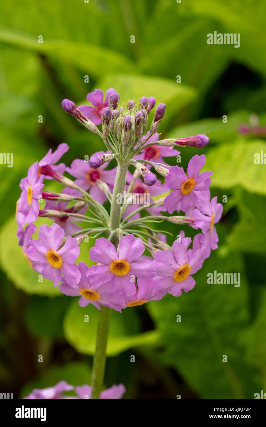 Primula Bulleyana, natural plant portrait in good light Stock Photo - Alamy