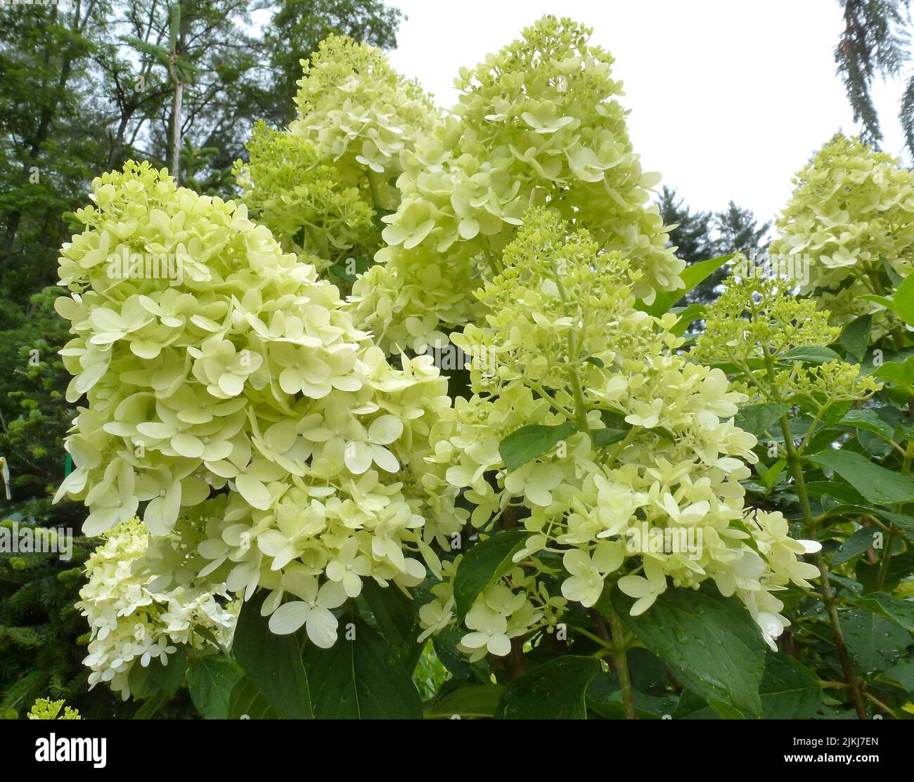 Hydrangea limelight hi-res stock photography and images - Alamy