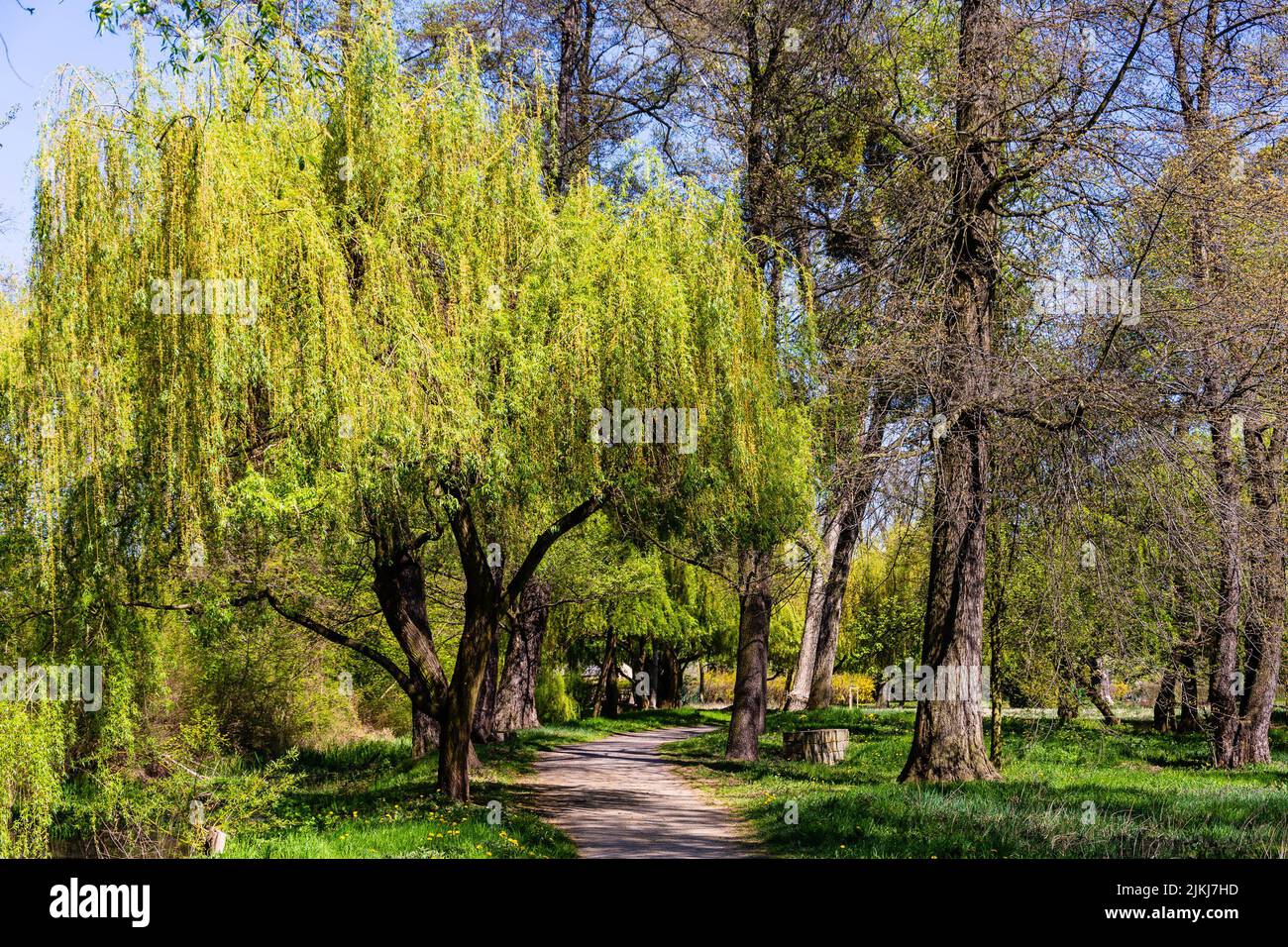 Landscape tree trees and wood park with nature and environment hi-res ...