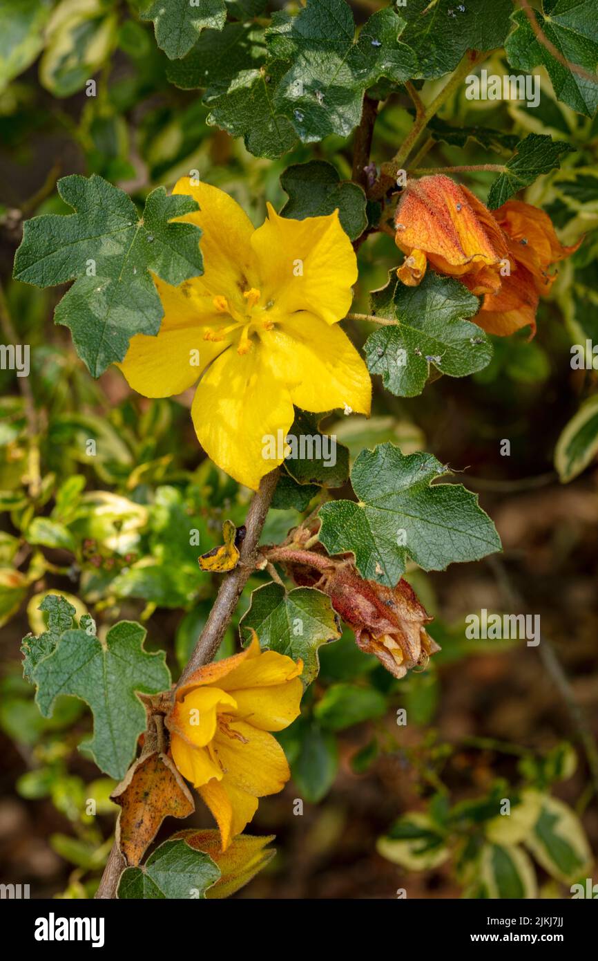 Phytophthora root diseases hi-res stock photography and images - Alamy