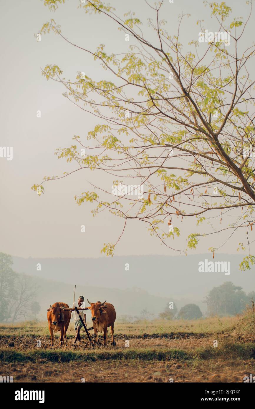 A beautiful vertical shot of a man ploughing the field with two cattle ...