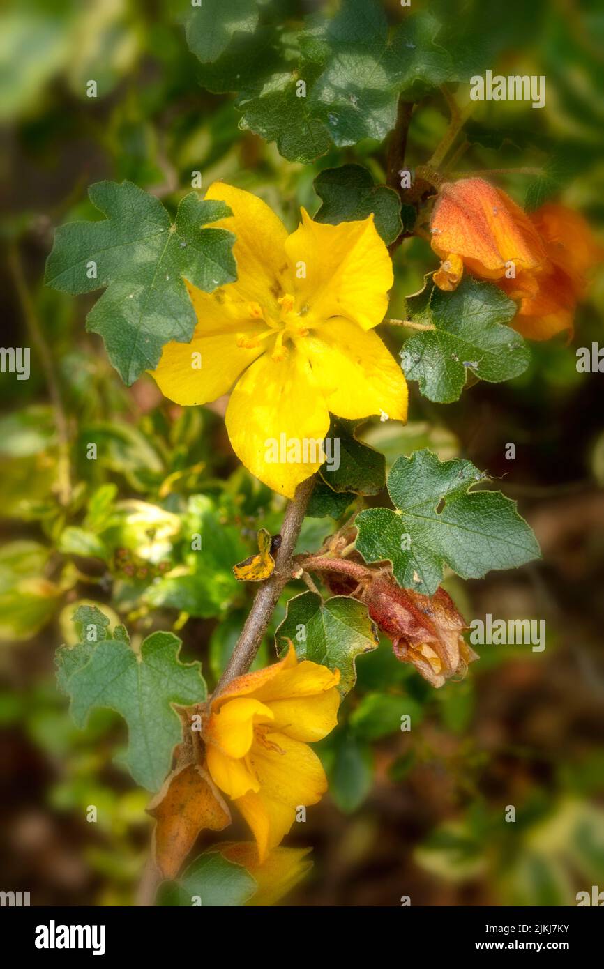 Vivid Fremontodendron 'California Glory’, flannel bush, natural close ...