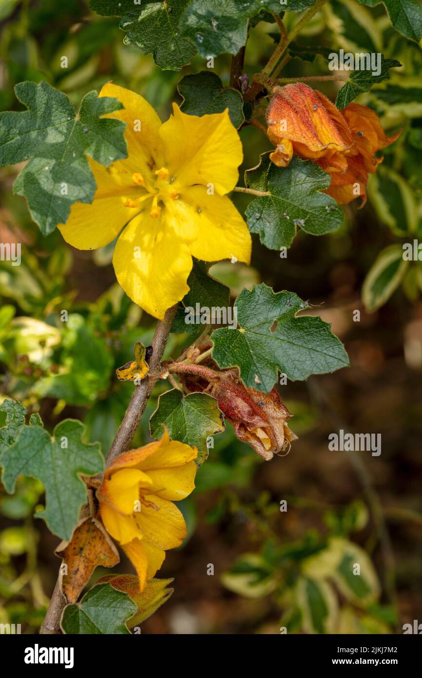 Vivid Fremontodendron 'California Glory’, flannel bush, natural close ...