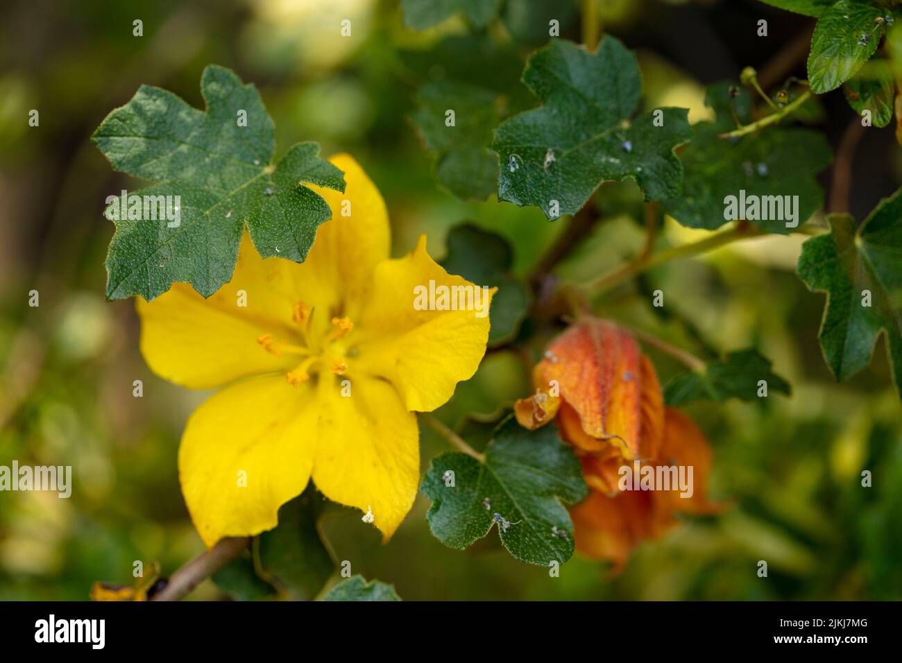 Vivid Fremontodendron 'California Glory’, flannel bush, natural close ...