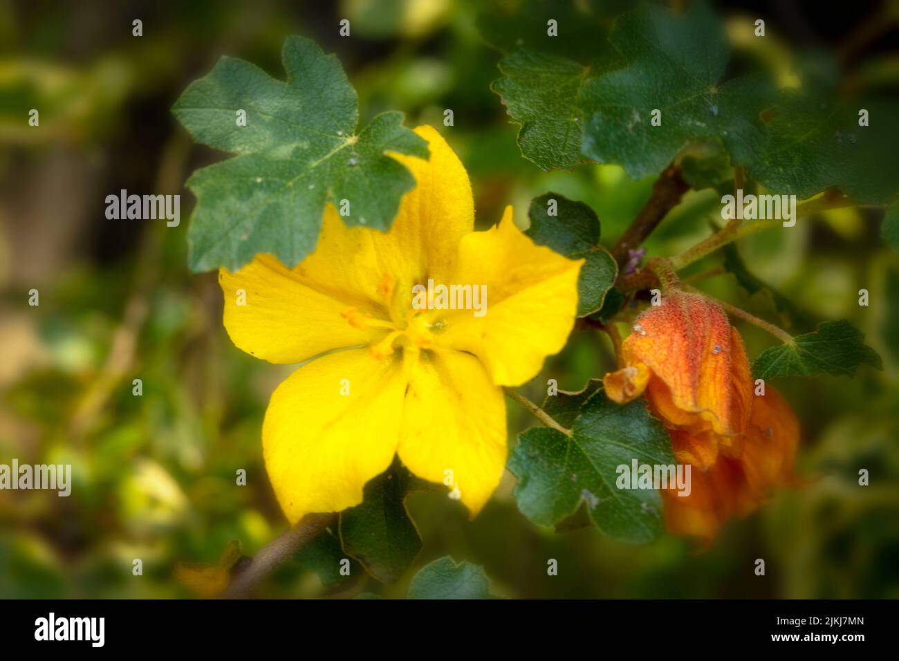 Vivid Fremontodendron 'California Glory’, flannel bush, natural close ...