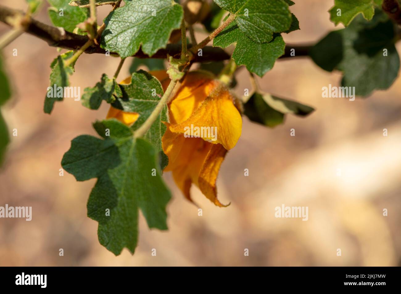 Vivid Fremontodendron 'California Glory’, flannel bush, natural close ...
