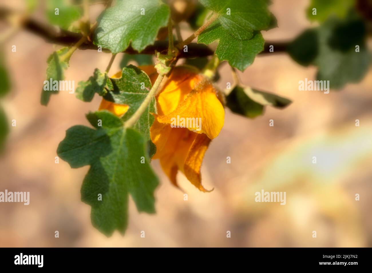 Vivid Fremontodendron 'California Glory’, flannel bush, natural close ...
