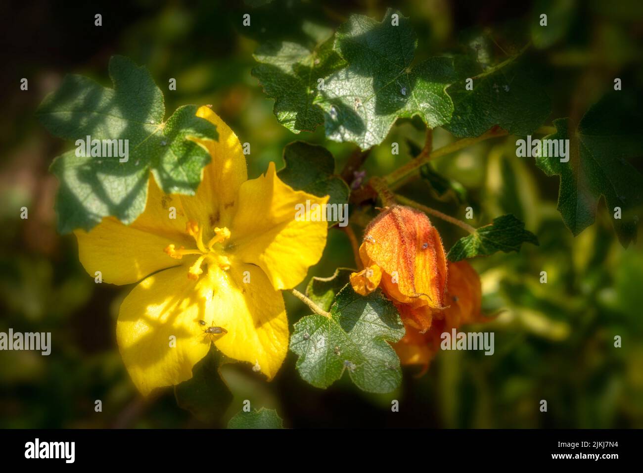 Vivid Fremontodendron 'California Glory’, flannel bush, natural close ...