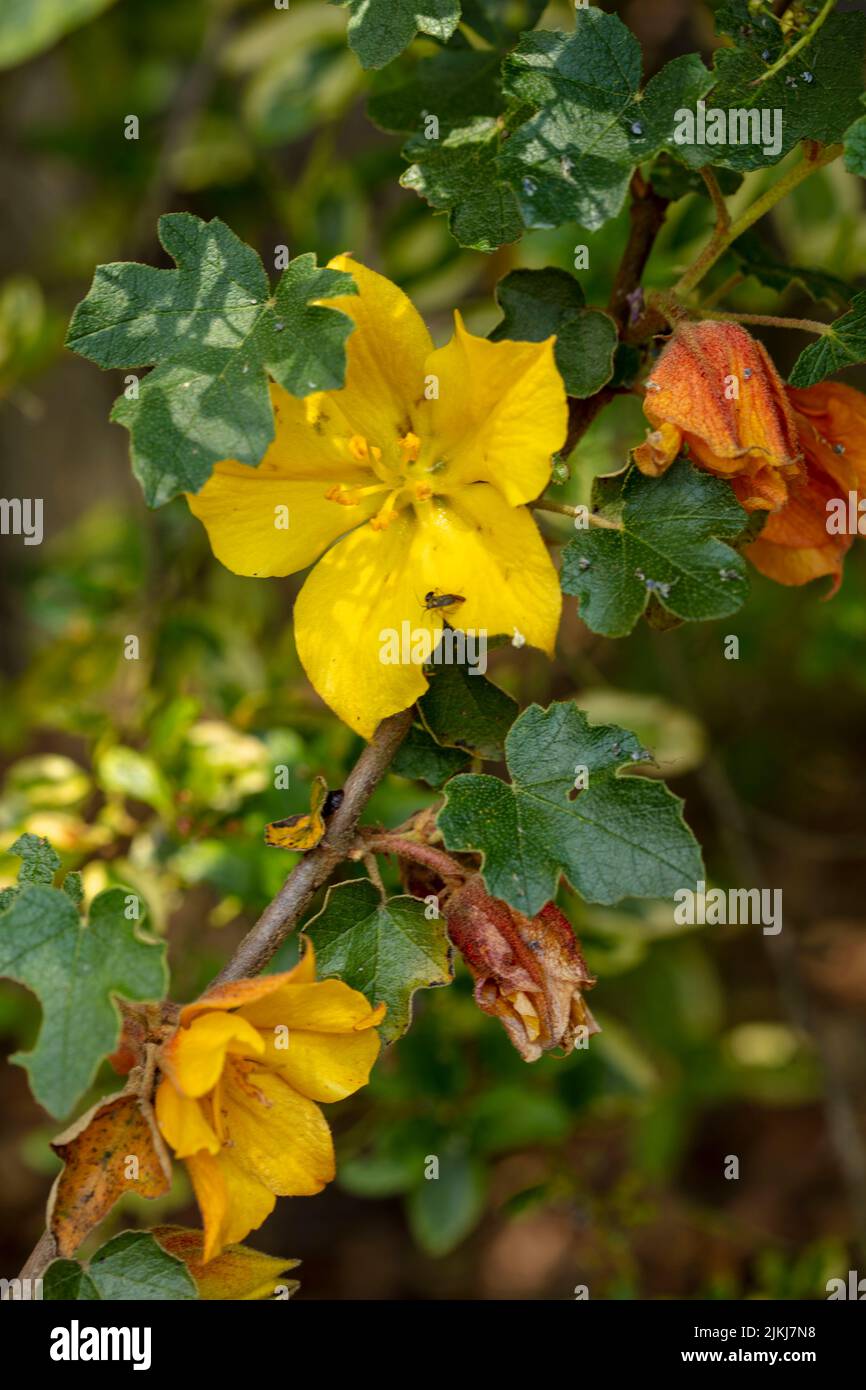 Scurfy young shoots hi-res stock photography and images - Alamy