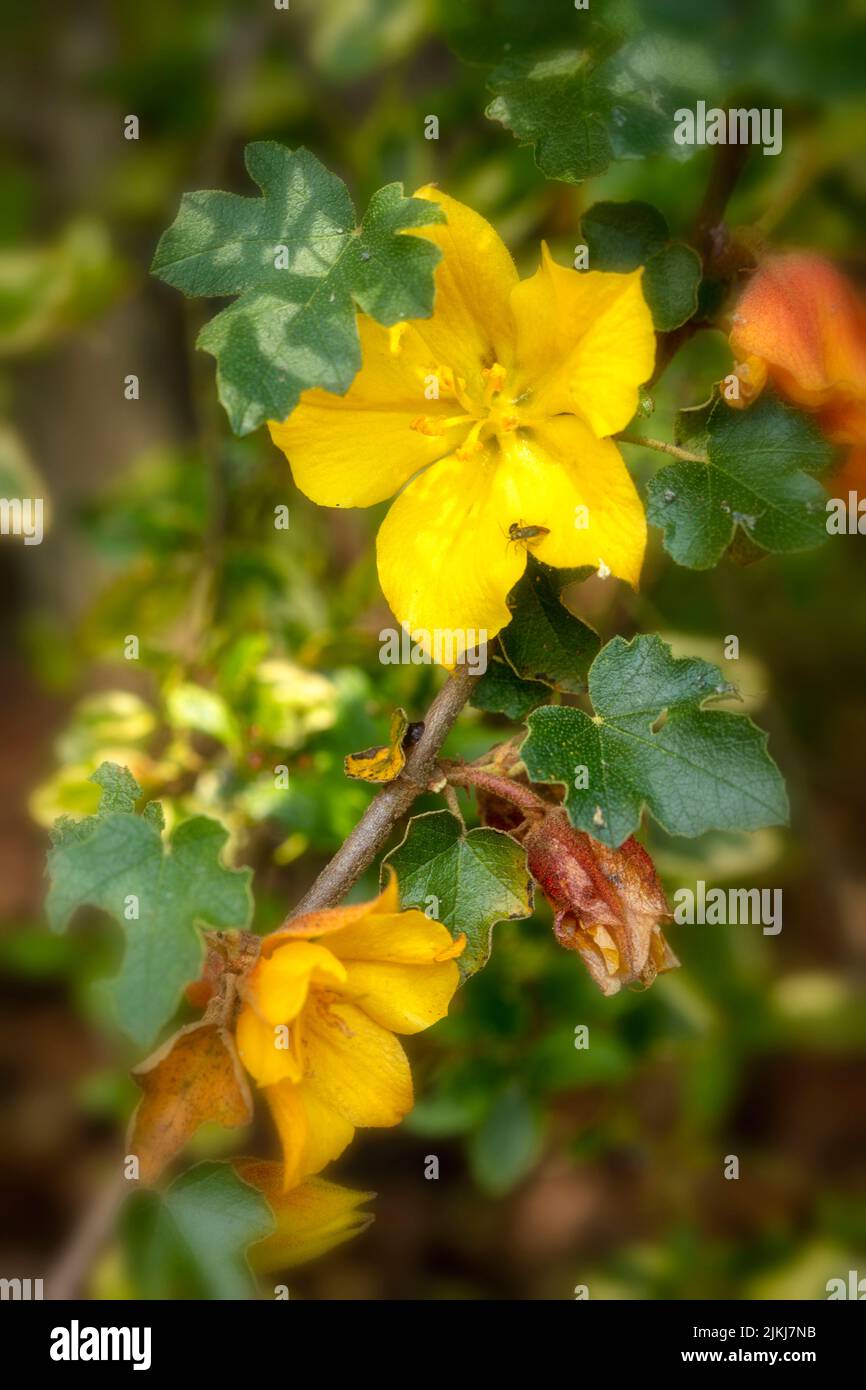 Vivid Fremontodendron 'California Glory’, flannel bush, natural close ...