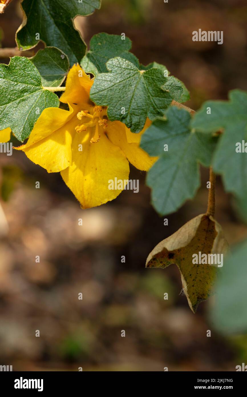 Vivid Fremontodendron 'California Glory’, flannel bush, natural close ...
