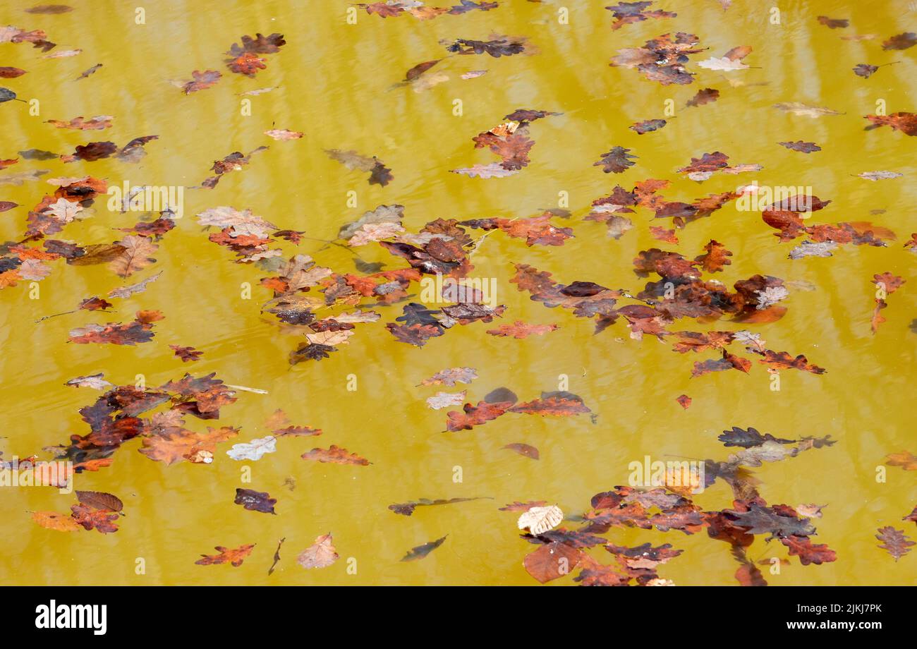 A photo of fallen and crimson autumn leaves on water Stock Photo - Alamy
