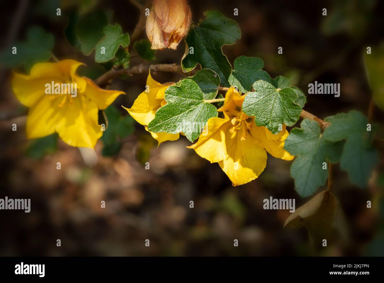 Vivid Fremontodendron 'California Glory’, flannel bush, natural close ...