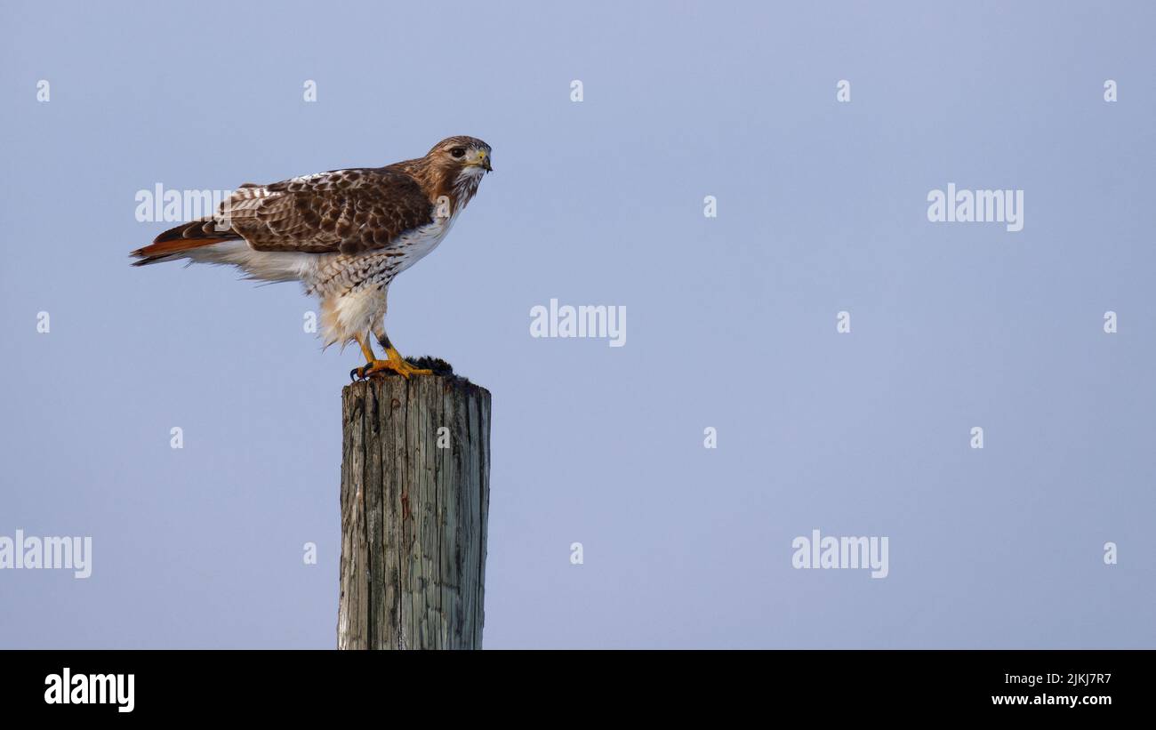 A closeup of an Accipitrinae on a wood log Stock Photo - Alamy