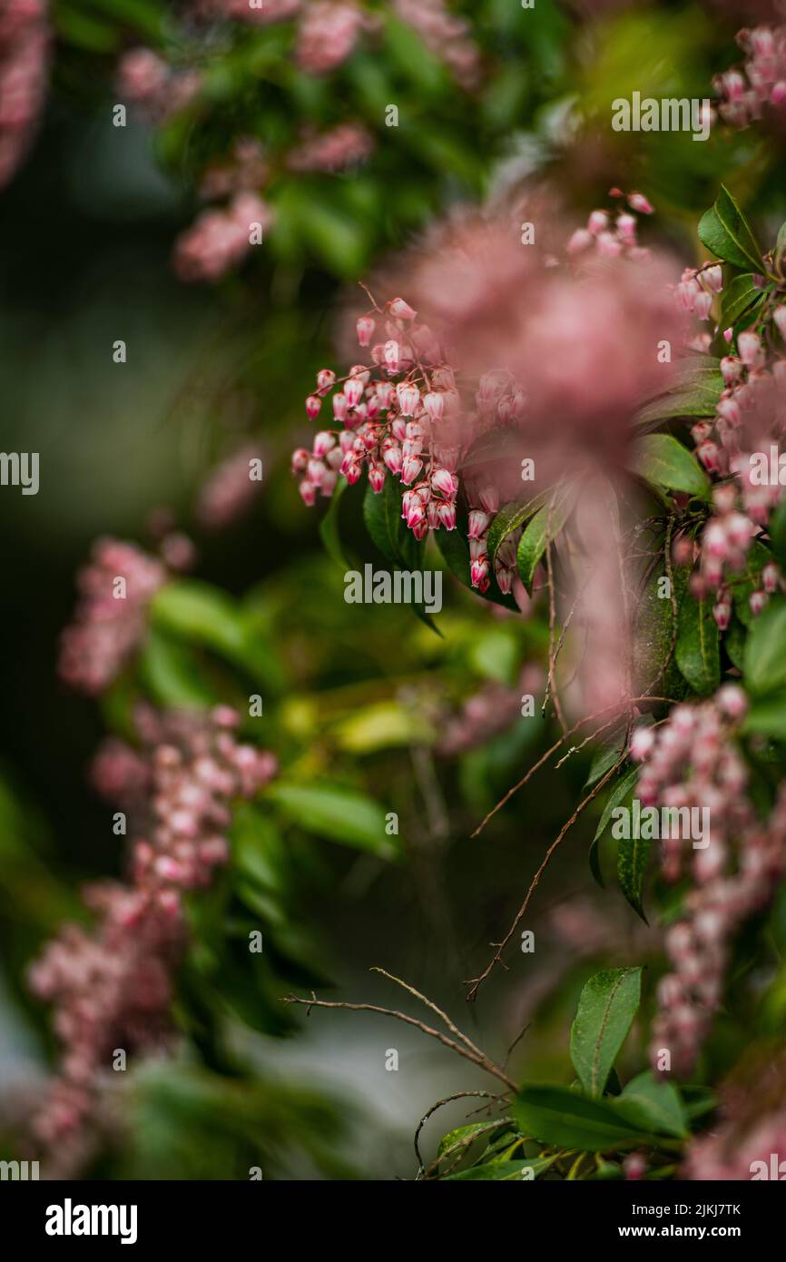 Pieris japonica in bloom hi-res stock photography and images - Alamy