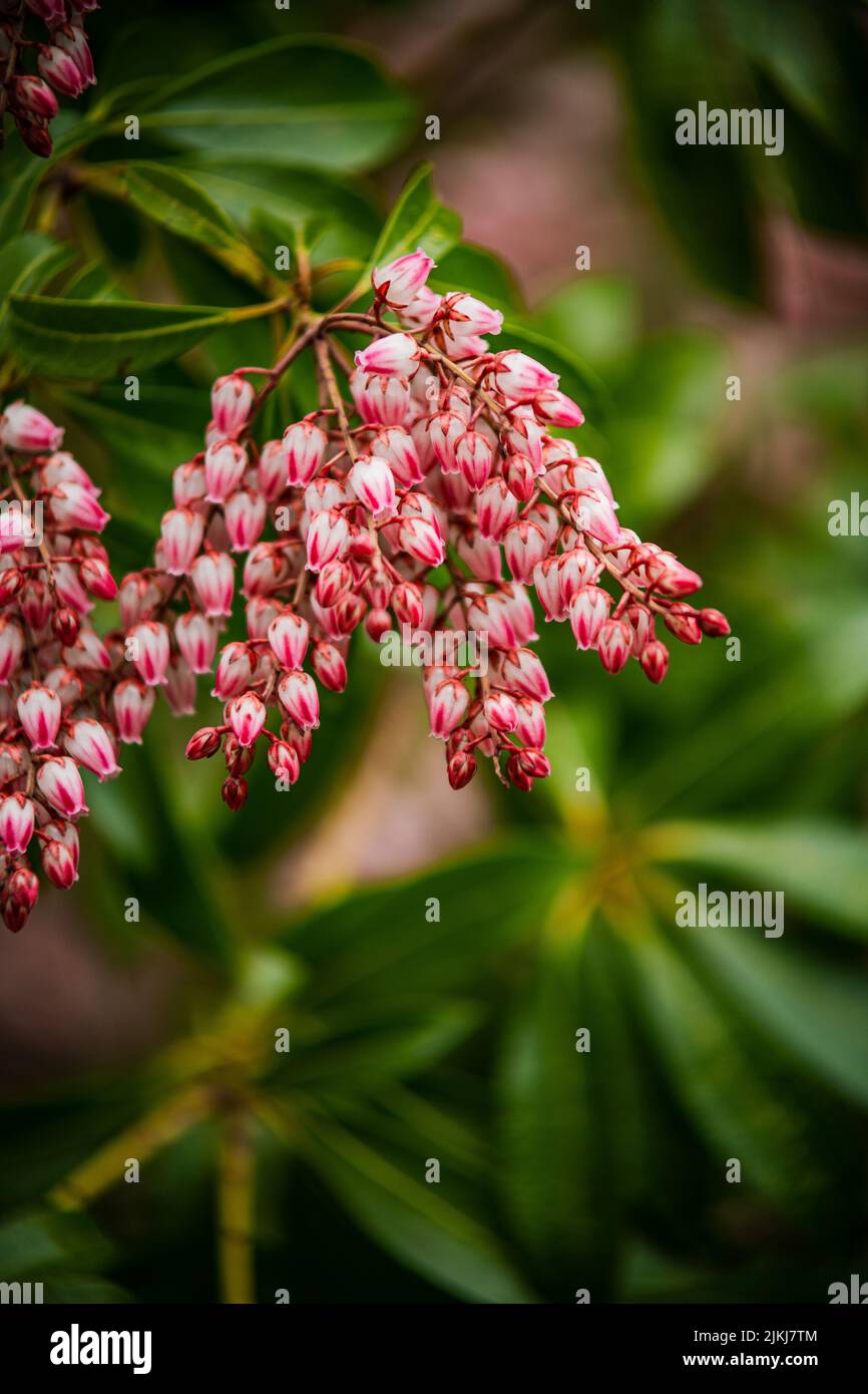 Pink pieris hi-res stock photography and images - Alamy