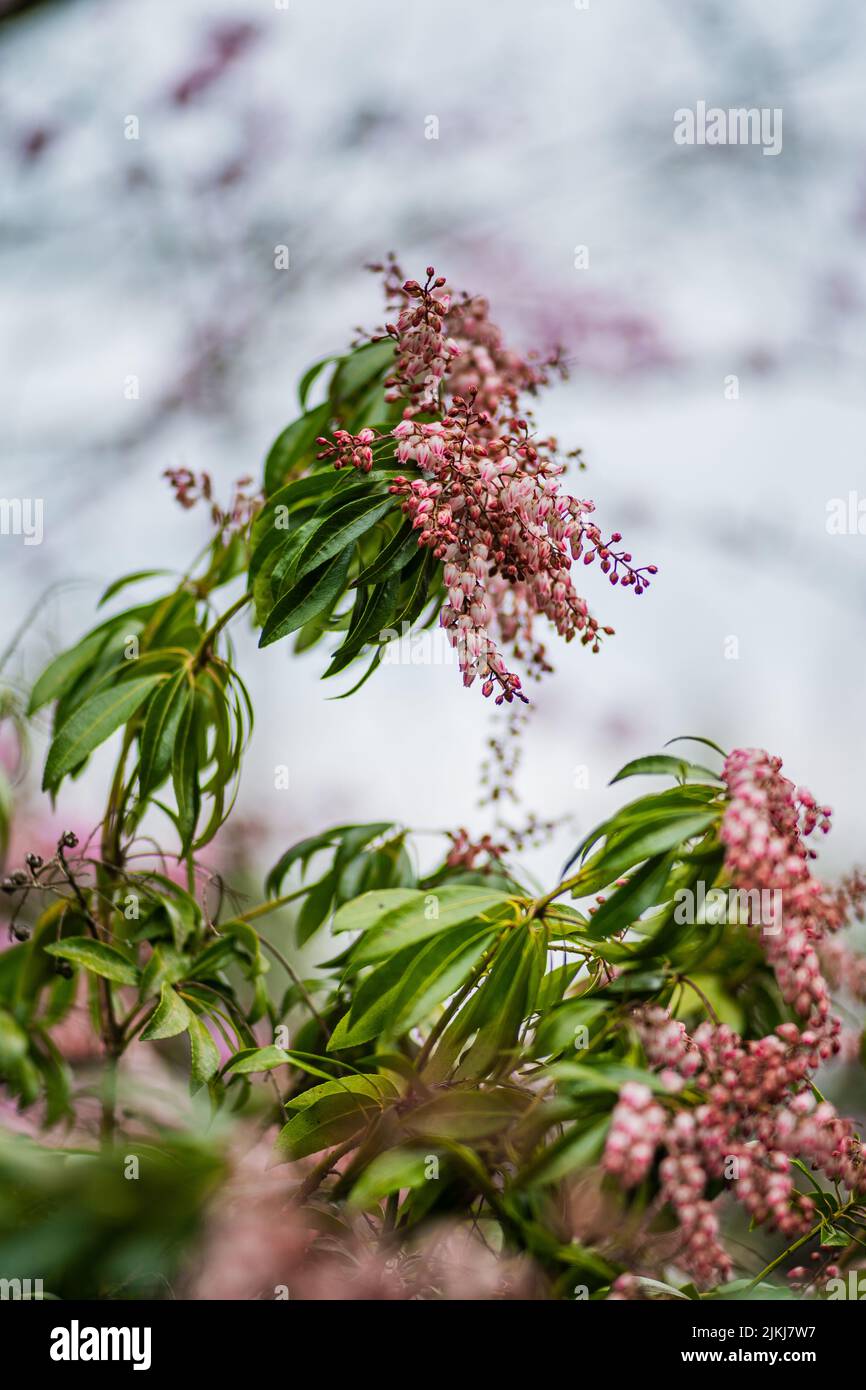 A closeup of pink Pieris japonica in a garden Stock Photo - Alamy
