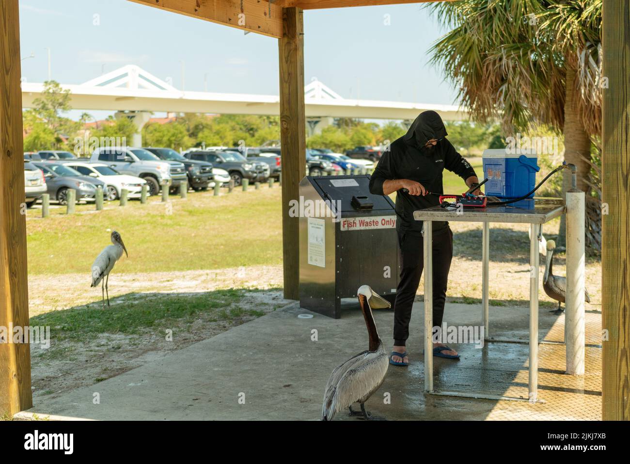 Fish Cleaning Station, one person cleaning fish with Pelicans waiting ...