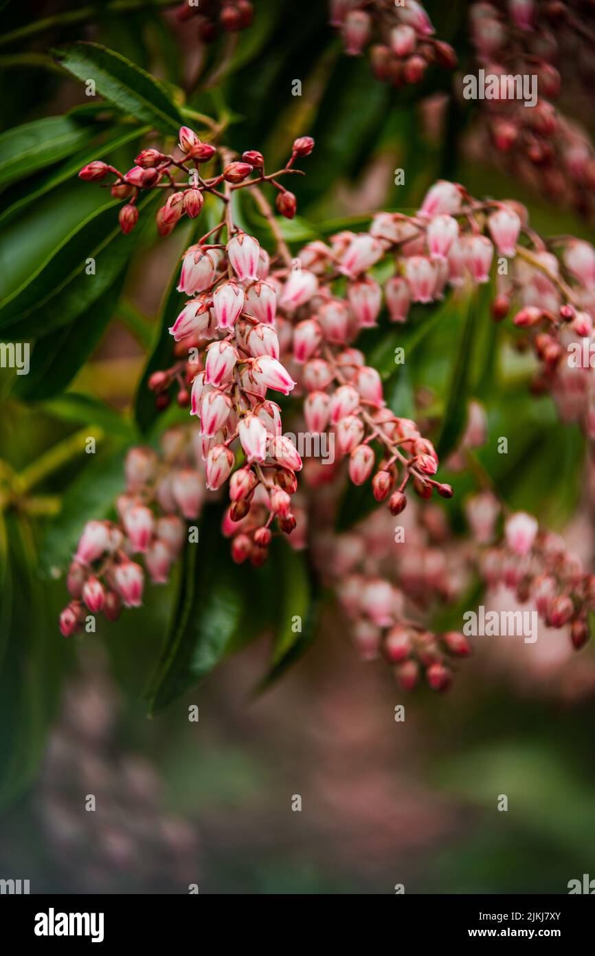 A closeup of pink Pieris japonica in a garden Stock Photo - Alamy