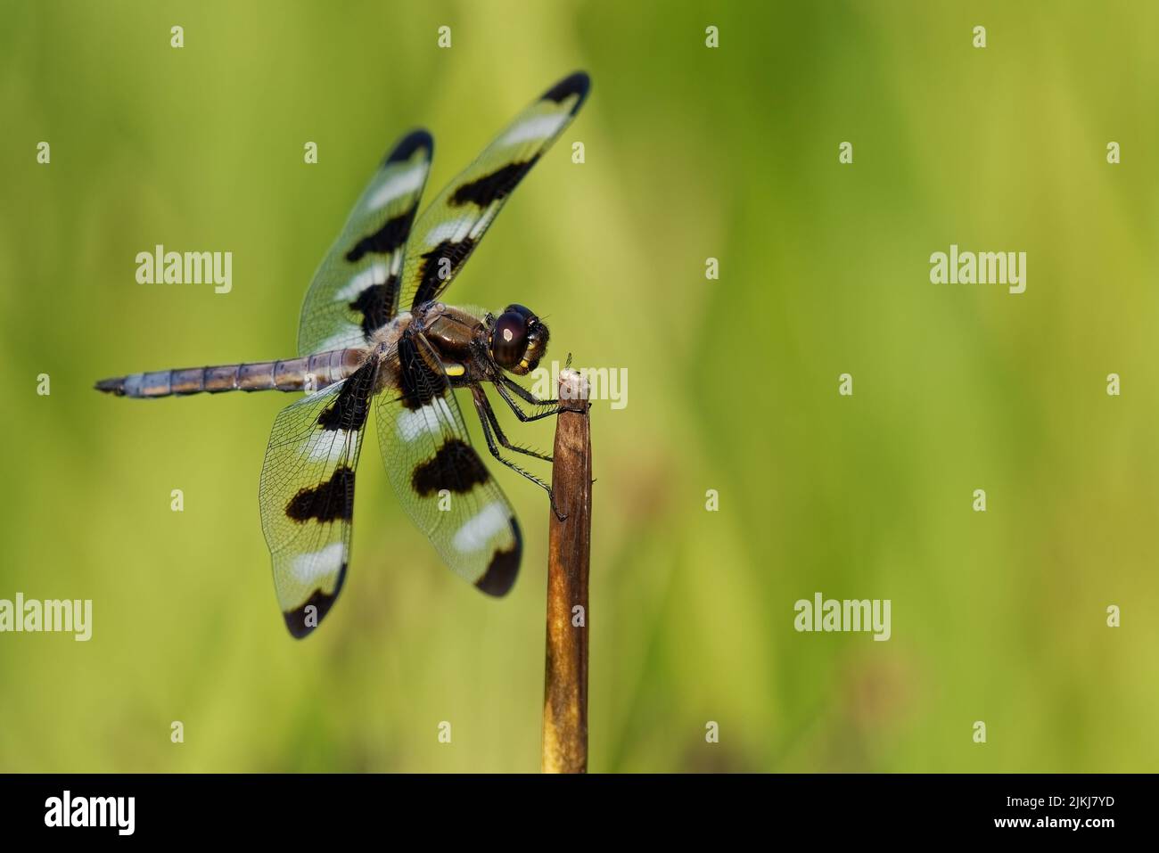 Green odonata hi-res stock photography and images - Alamy