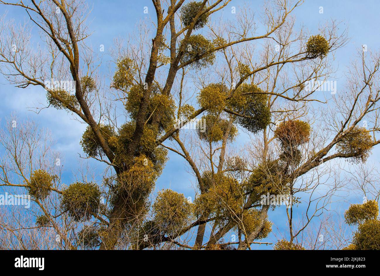 A photo of many Viscum album plants on the branches of a tree Stock ...