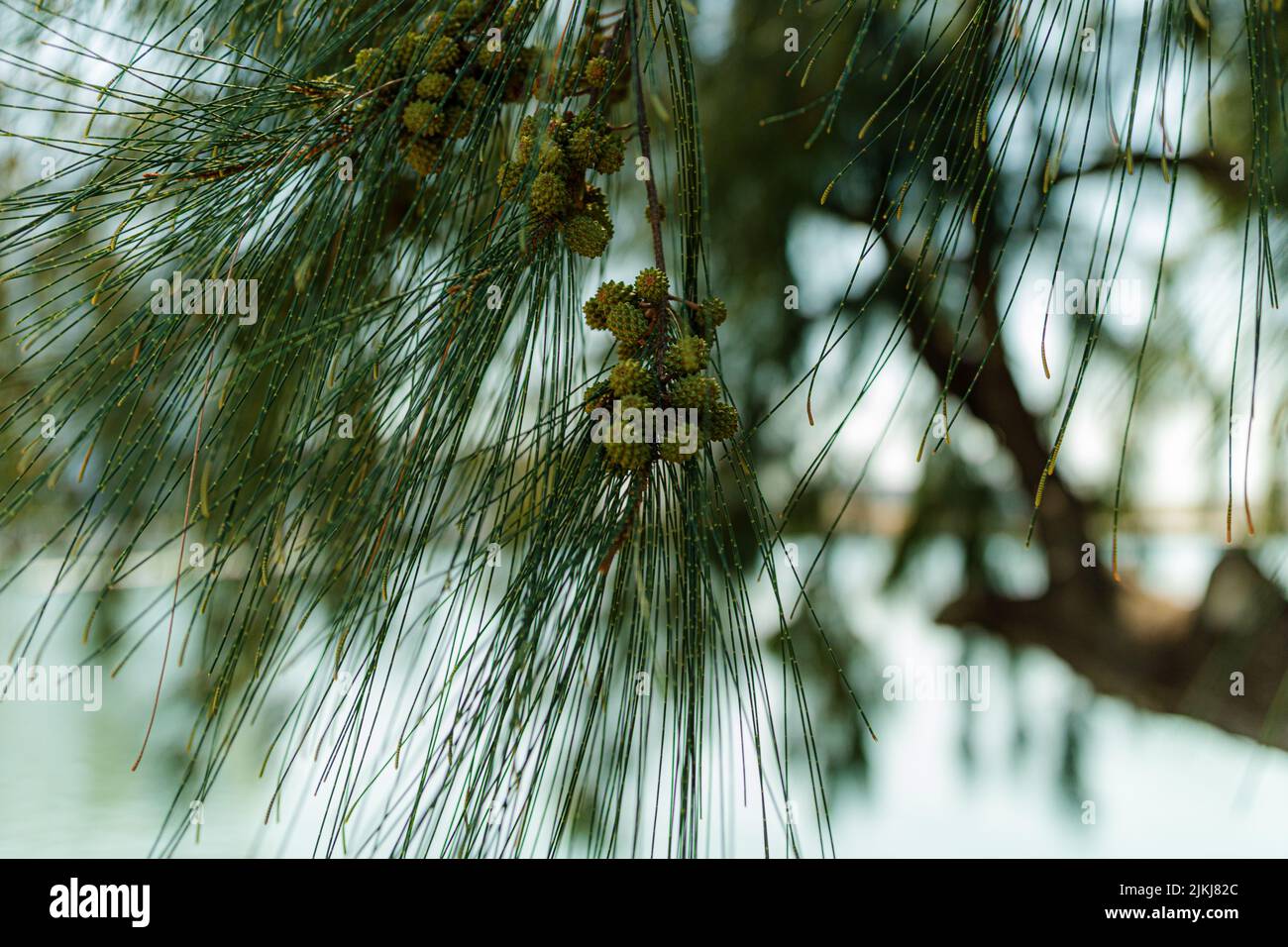 Green acorns on branches hi-res stock photography and images - Alamy