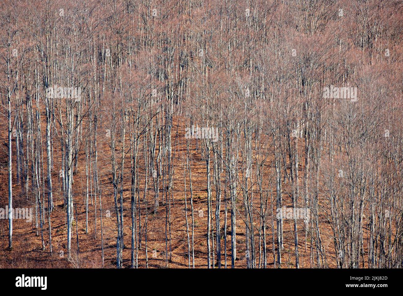 Green forest tree without leaves hi-res stock photography and images ...