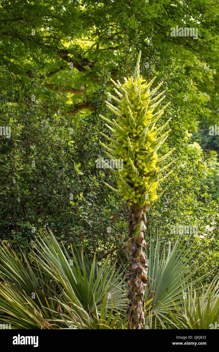 Striking Yucca schottii, Schott's yucca, hoary yucca, mountain yucca ...