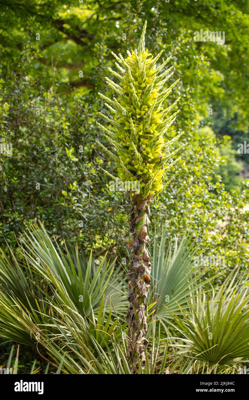 Striking Yucca schottii, Schott's yucca, hoary yucca, mountain yucca ...