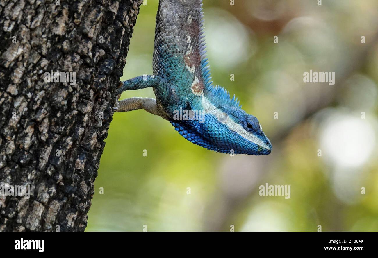Blue crested lizard hi-res stock photography and images - Alamy