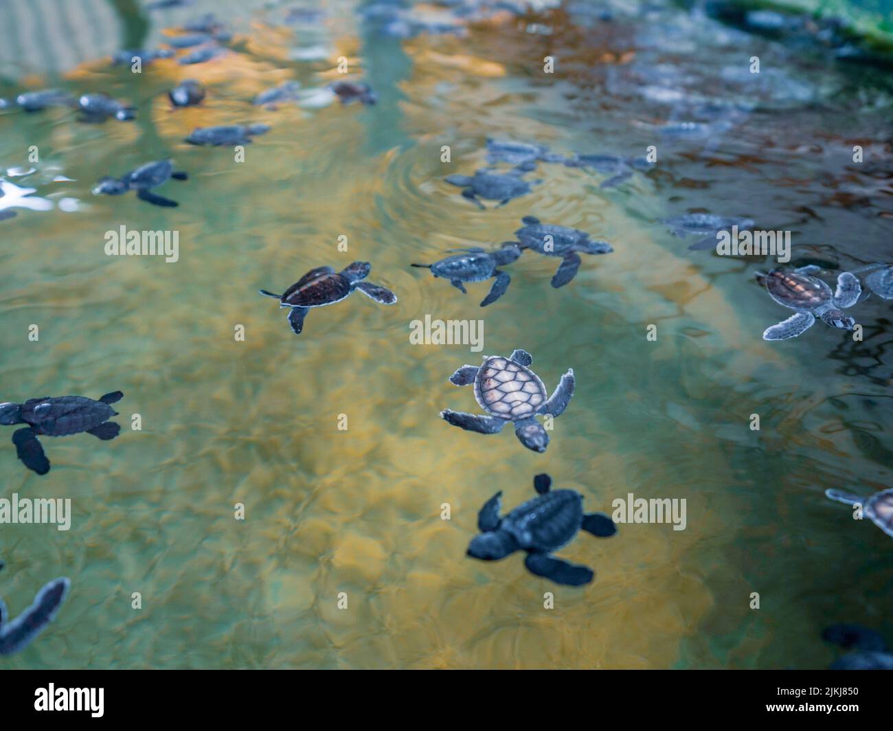 A big group of baby turtles. The Sea Turtle Preservation Society Stock ...