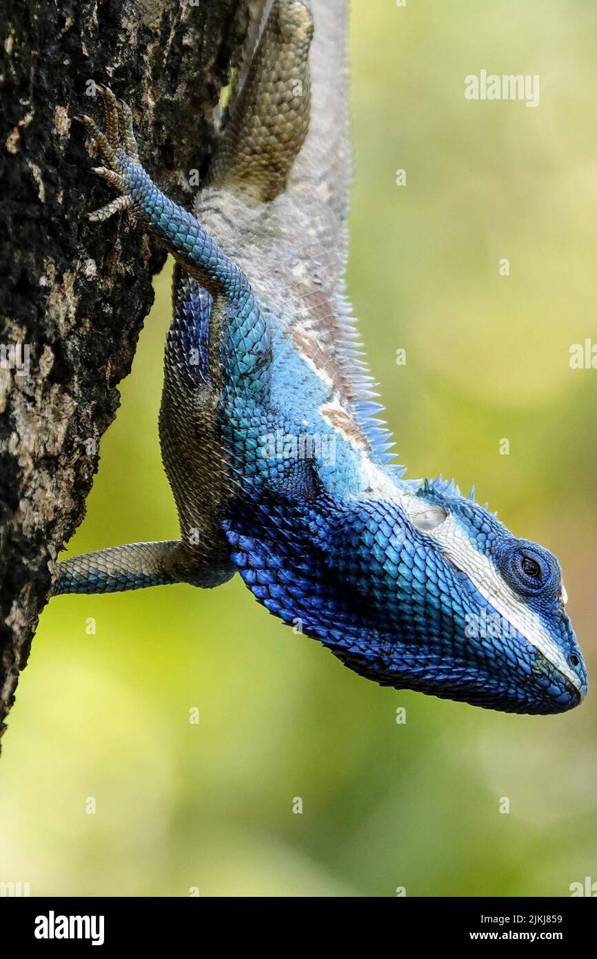 A vertical shot of the Calotes mystaceus, the Indo-Chinese forest ...