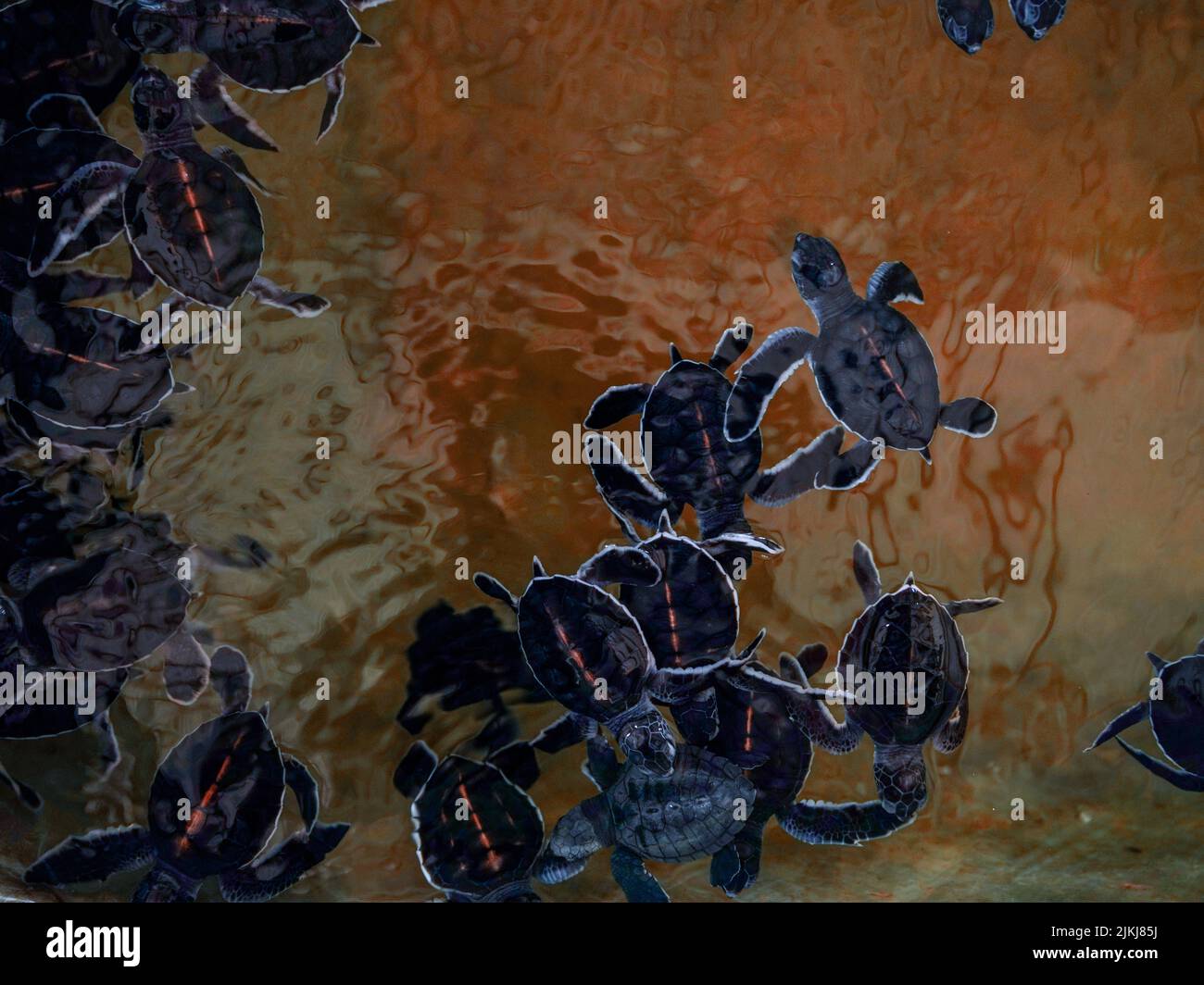 A group of baby turtles. The Sea Turtle Preservation Society Stock ...