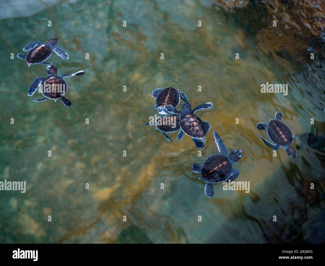 A group of baby turtles. The Sea Turtle Preservation Society Stock ...