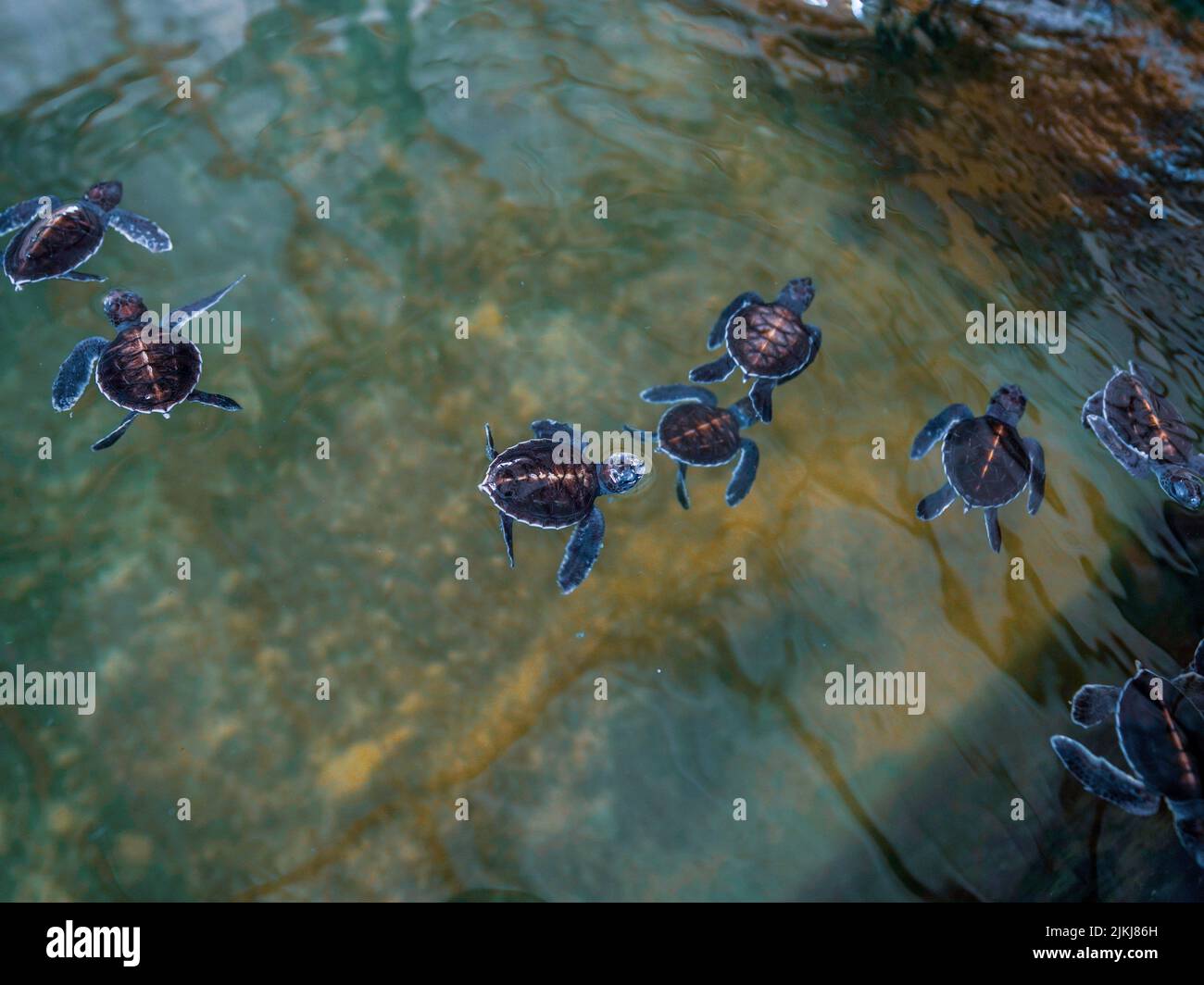 A group of sea baby turtles. The Sea Turtle Preservation Society Stock ...