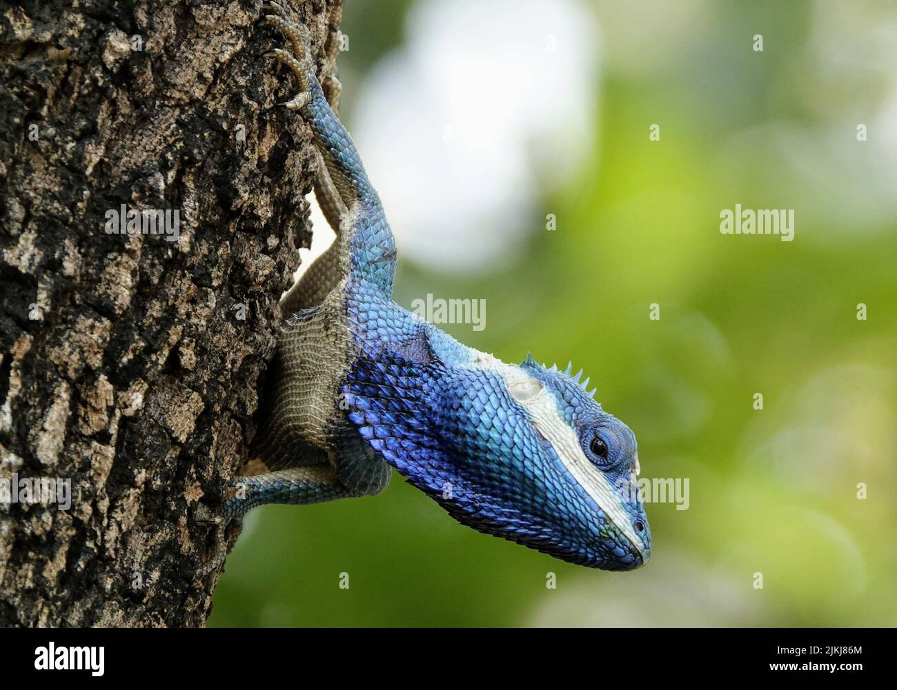 A closeup shot of the Calotes mystaceus, the Indo-Chinese forest lizard ...