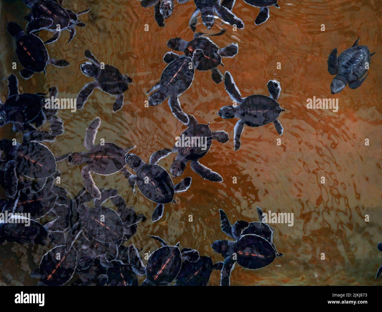 A group of baby turtles. The Sea Turtle Preservation Society Stock ...