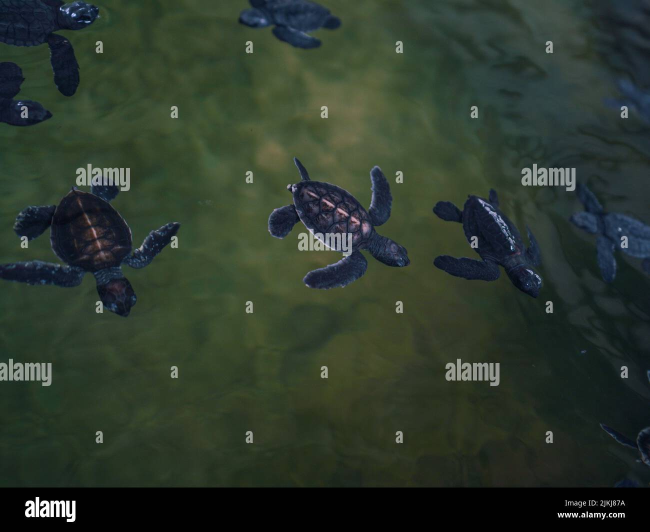 A group of baby turtles. The Sea Turtle Preservation Society Stock ...