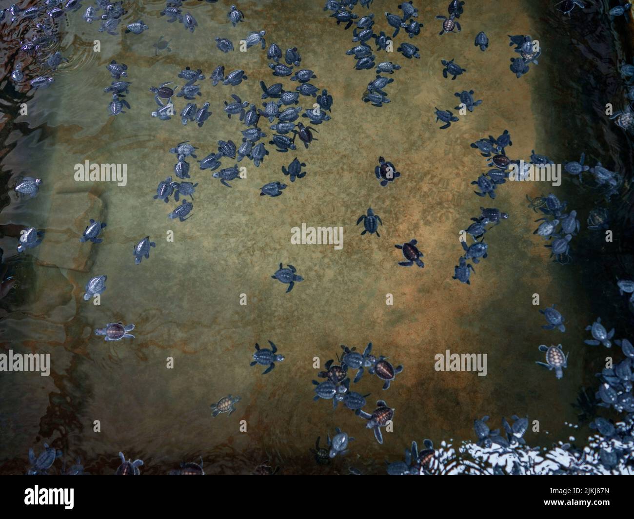 Big turtles hi-res stock photography and images - Alamy