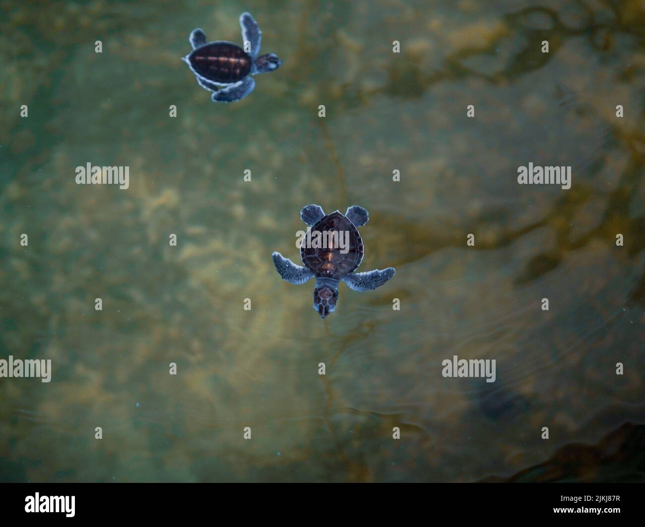 Two sea turtles hi-res stock photography and images - Alamy