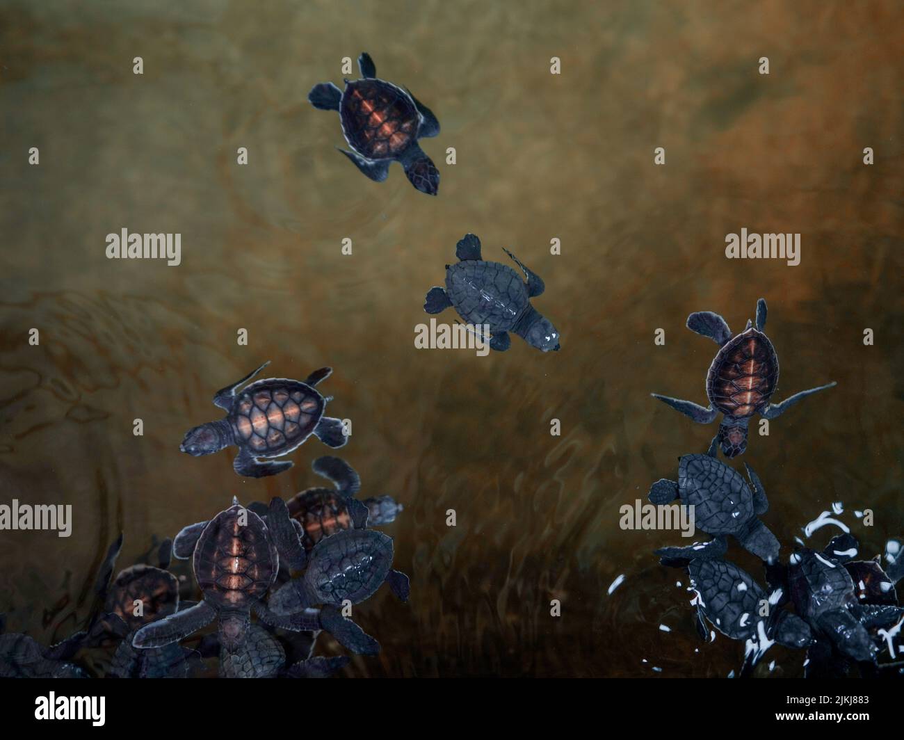 Two sea turtles hi-res stock photography and images - Alamy