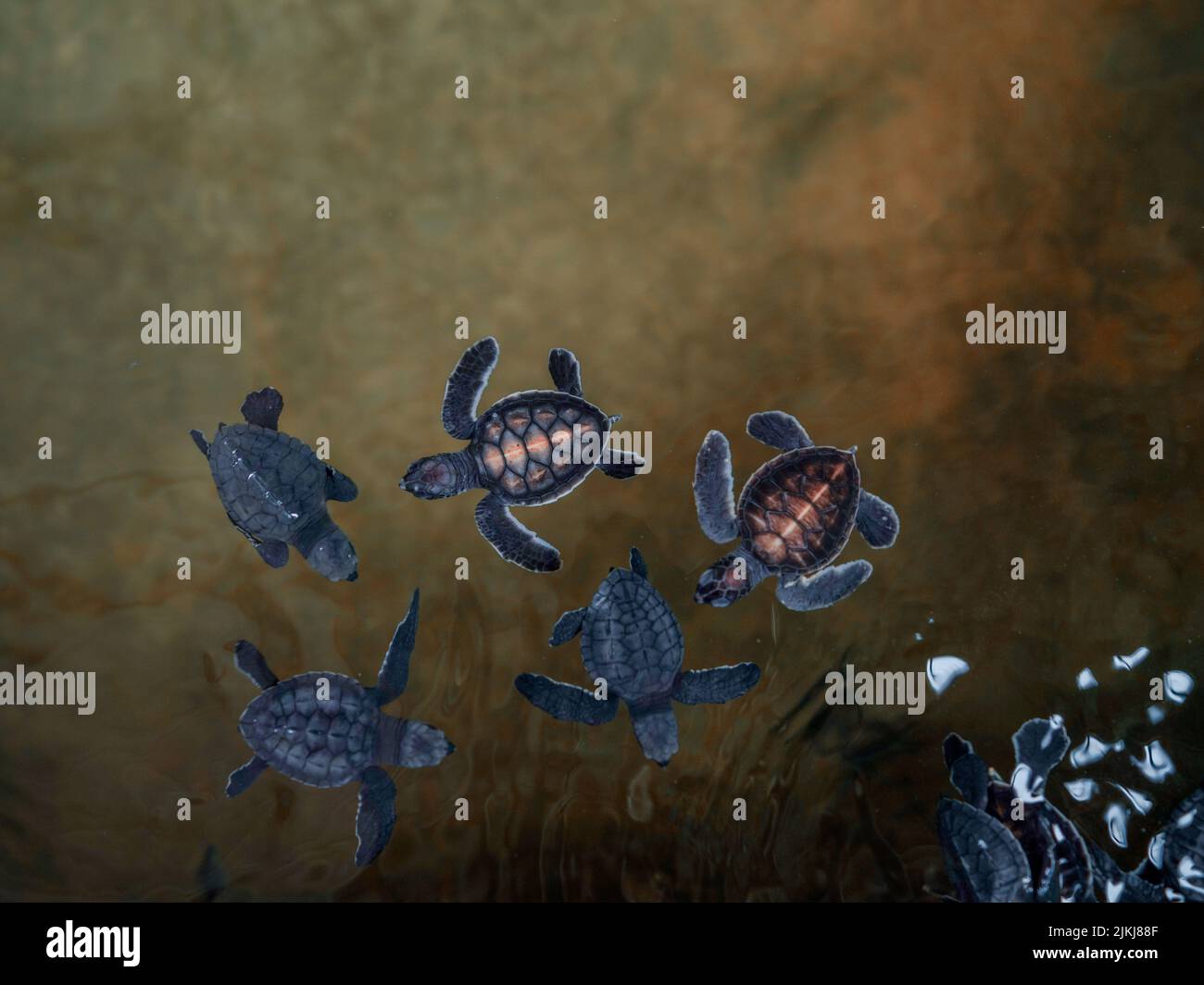 The Sea Turtle Preservation Society Stock Photo - Alamy